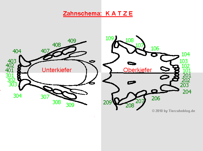 Tierzahnblog: Zahnschema Katze